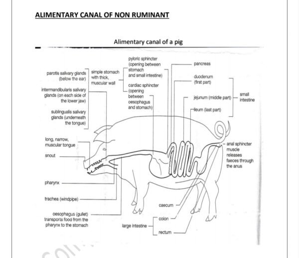 Grade 12 Agricultural Sciences Class Notes - TeacherHQ